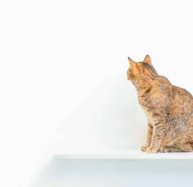 🐱 [EXPLAINED] WHY Do Cats STARE At The Wall? - MyCatTips