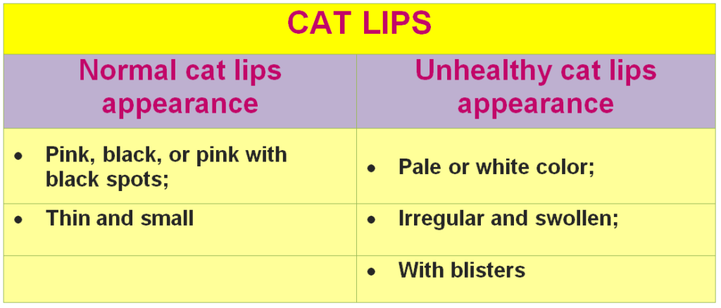 🐱 Do Cats Have LIPS? 18 Little-Known FACTS Revealed